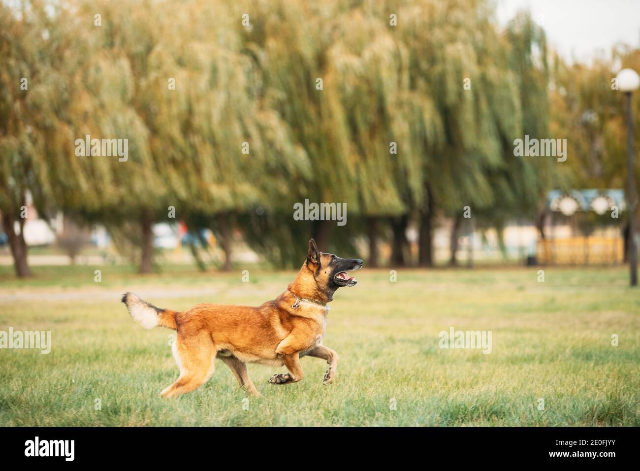 Jumping belgian malinois hi-res stock photography and images - Alamy