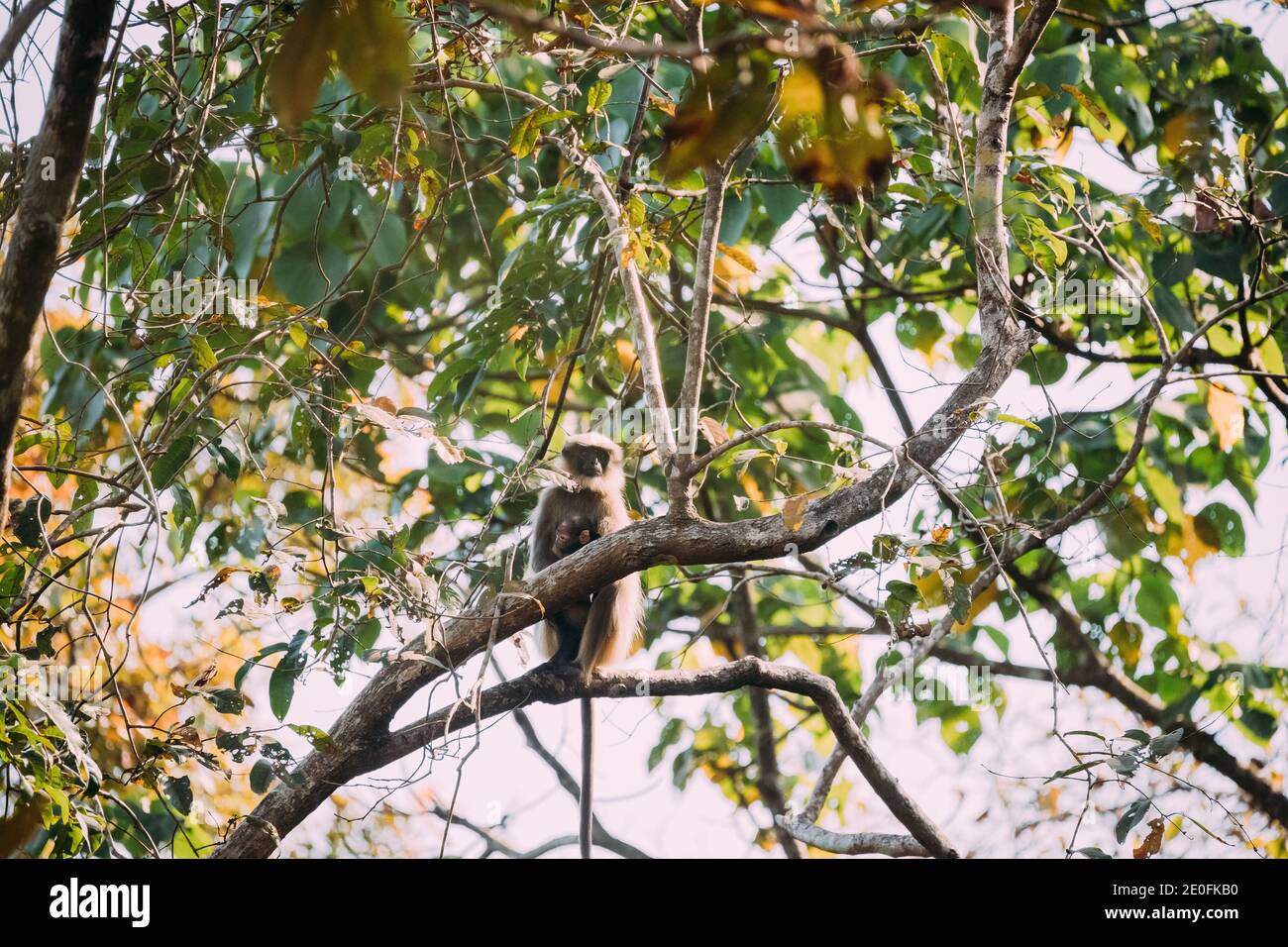 Goa, India. Funny Gray Langur Monkey With Newborn Sitting On Of Tree ...