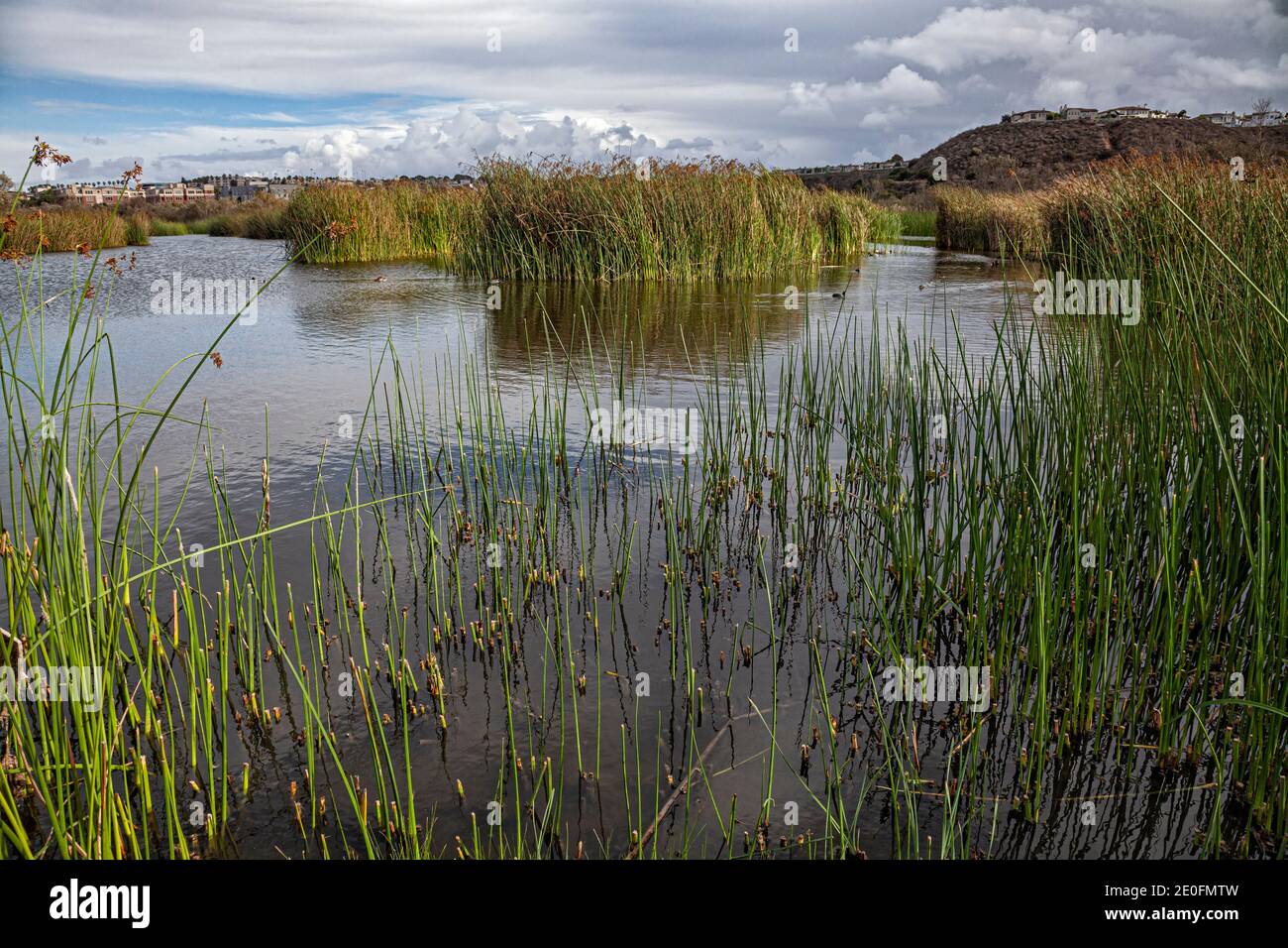 Ballona wetlands ecological reserve hi-res stock photography and images ...