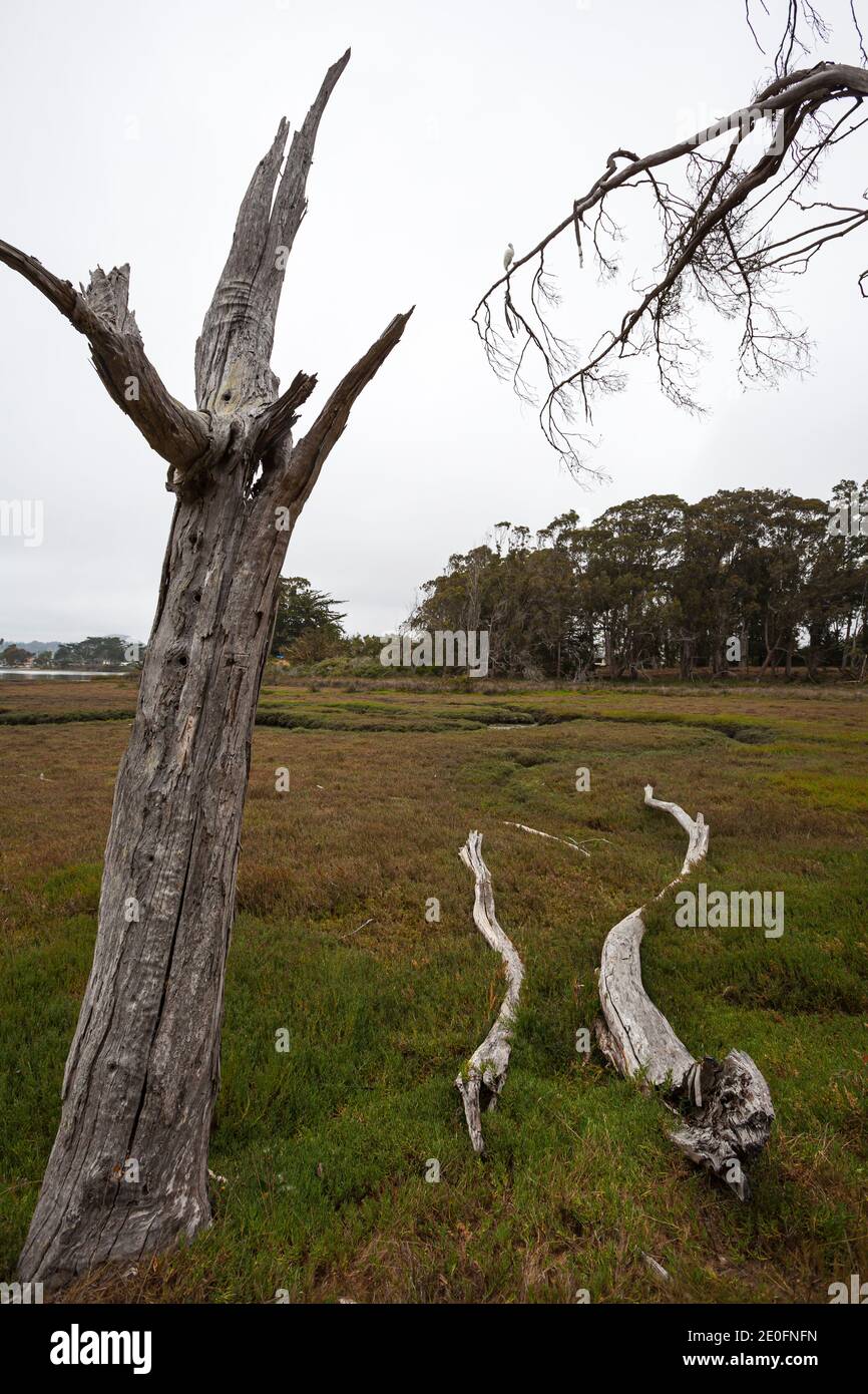 Morro Coast Audubon Society Sweet Springs Nature Preserve, Baywood Park ...