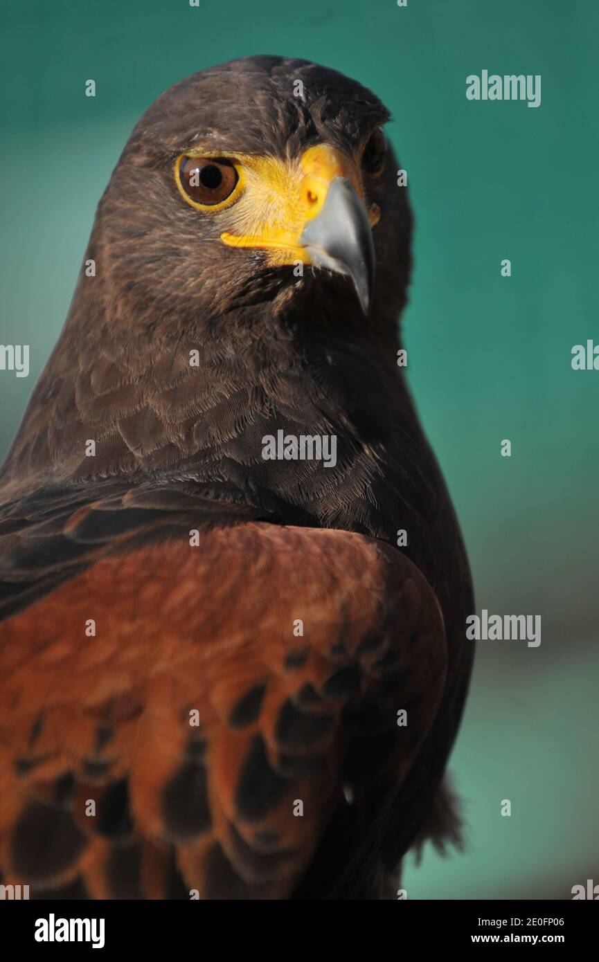 Ludwig Verschatse and his hawk (Name Tara, 6 years old) work at Roland ...
