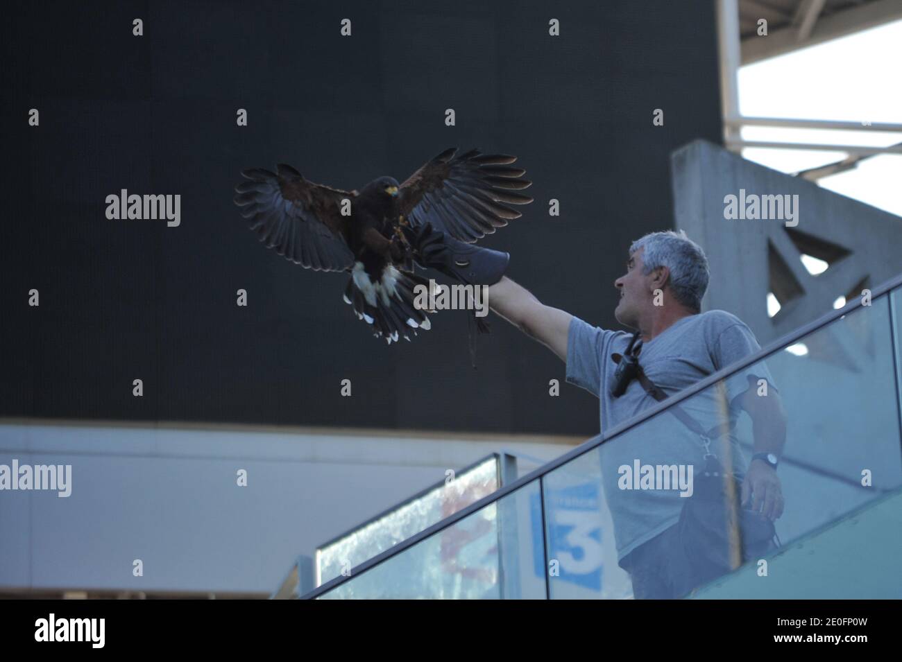 Ludwig Verschatse and his hawk (Name Tara, 6 years old) work at Roland ...
