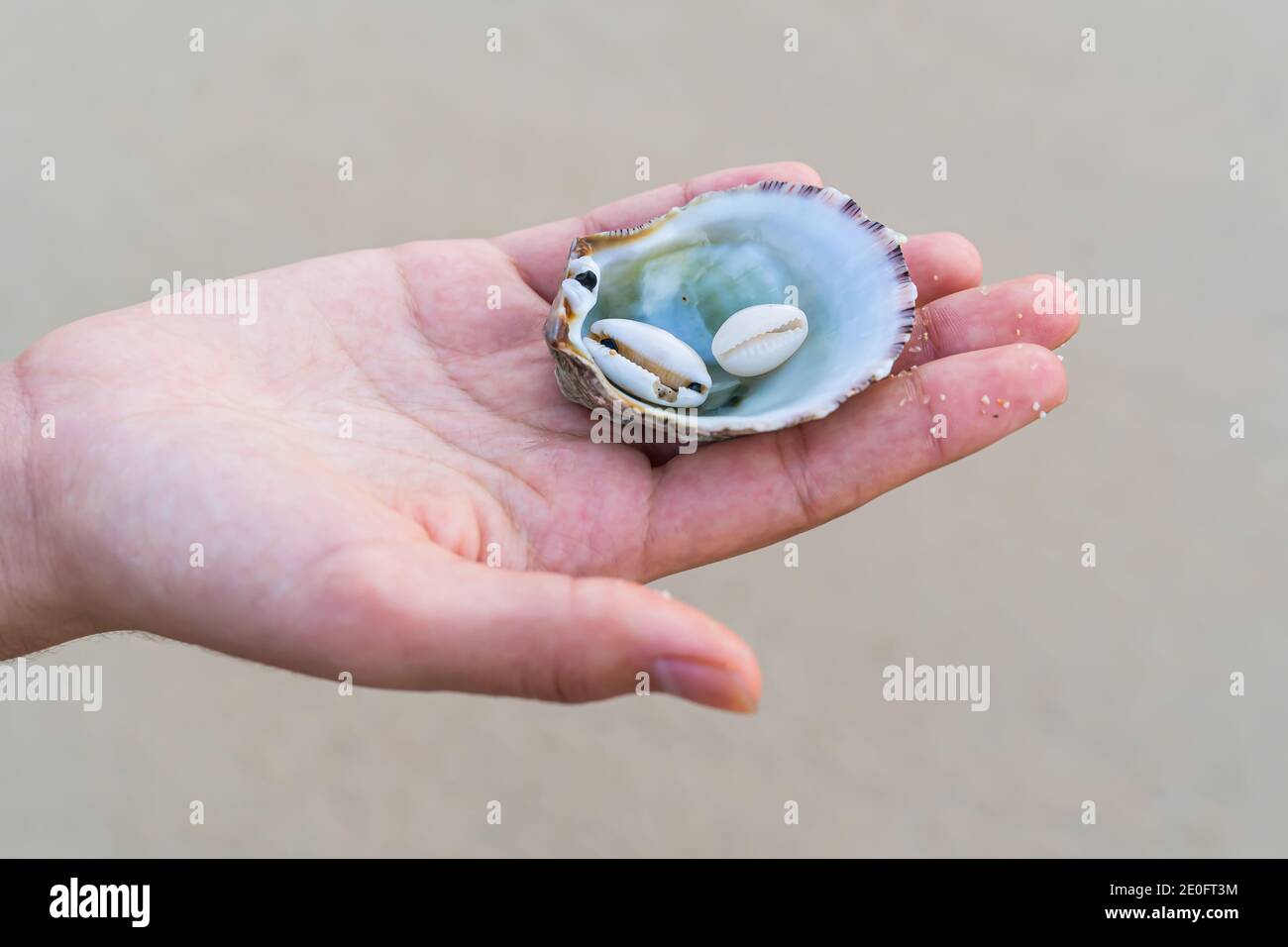 Young Woman's Hand Holding Sea Shells at the Beach in the Philippines ...