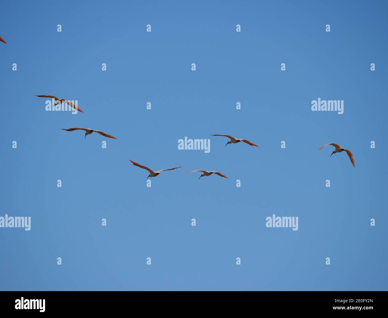 Niigata,Japan-October 20,2020: Toki or Japanese crested ibis or ...