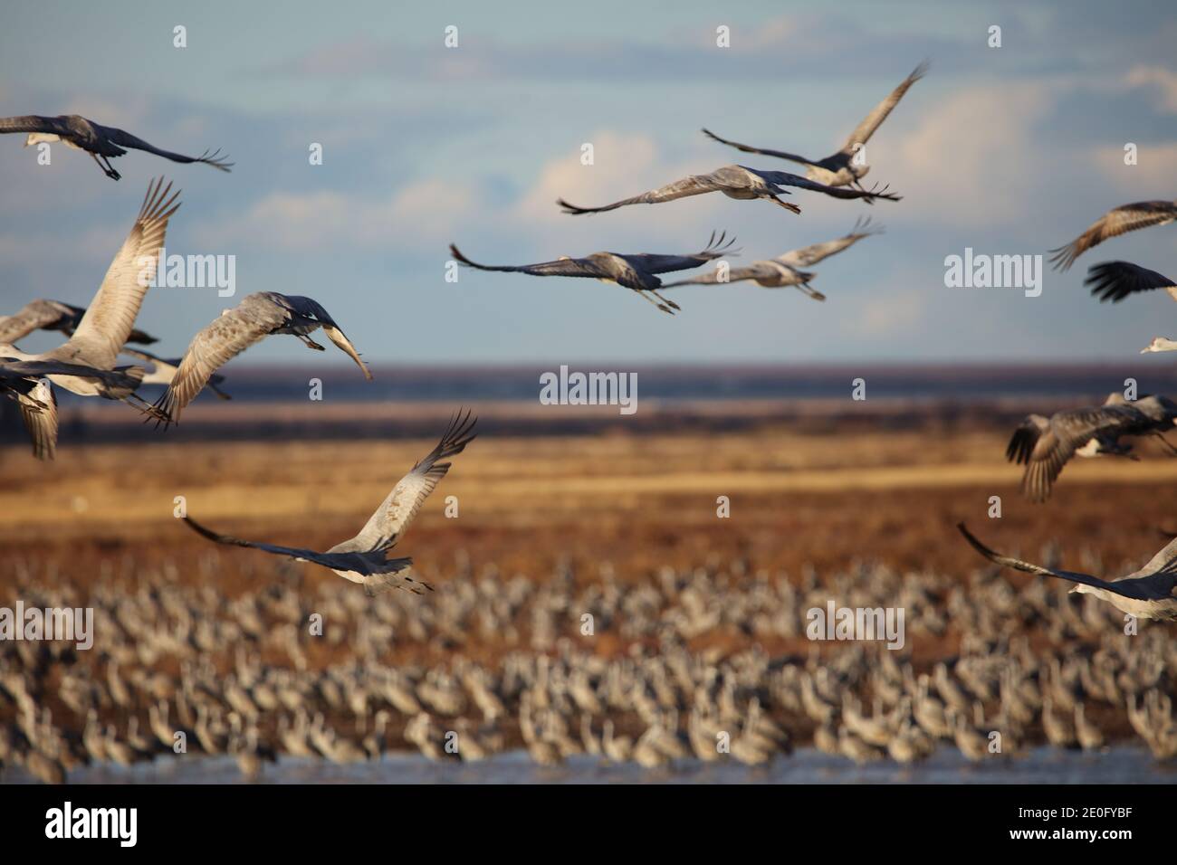 Sandhill Cranes at Whitewater Draw Stock Photo - Alamy