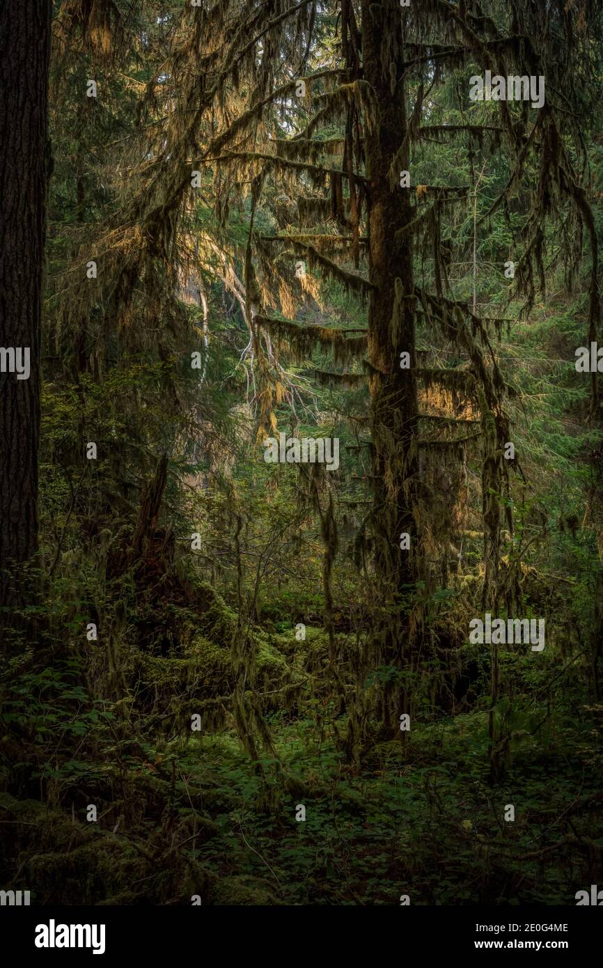 Pacific northwest old growth forest scene hi-res stock photography and ...