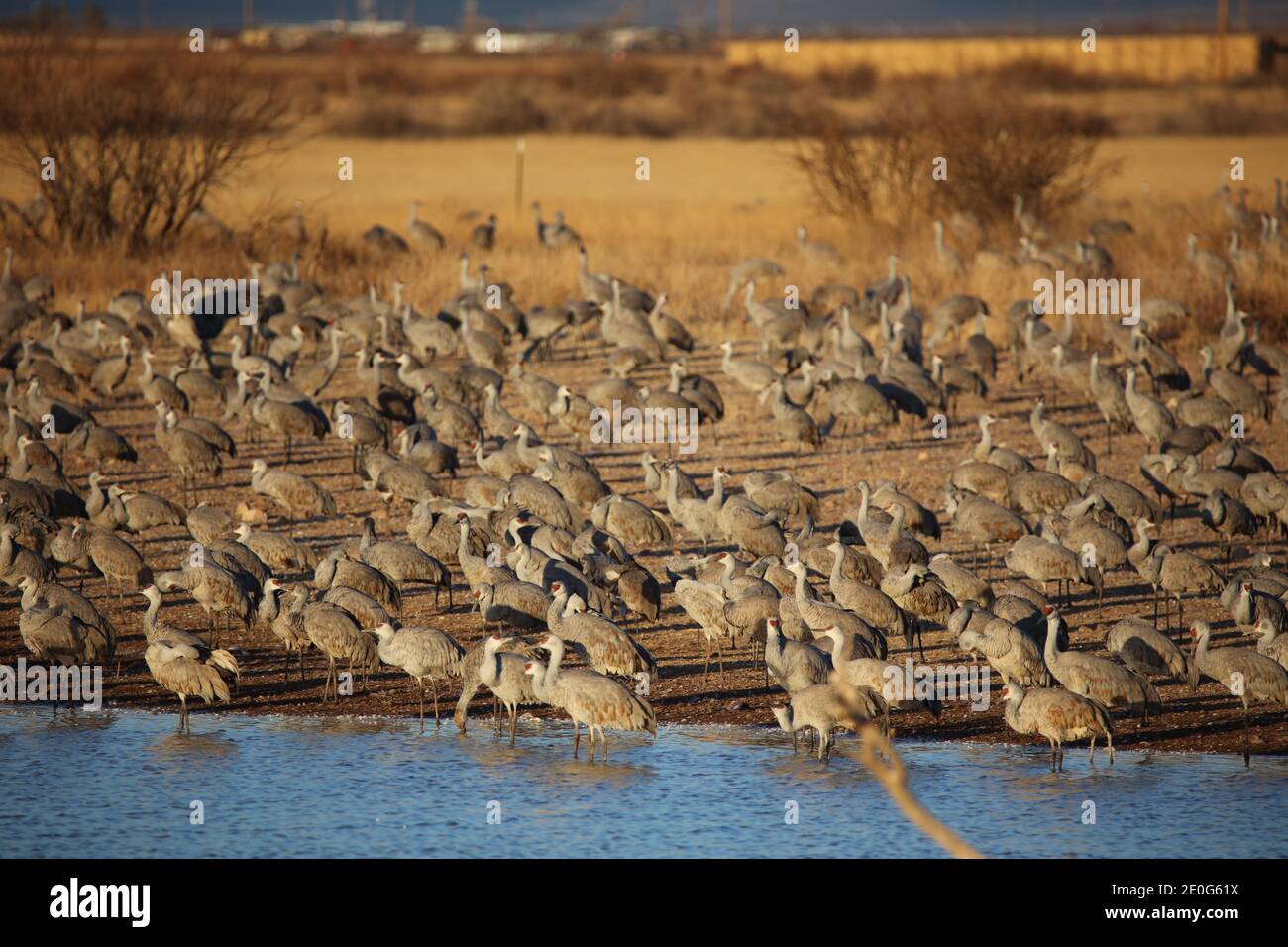 Sandhill Cranes at Whitewater Draw Stock Photo - Alamy