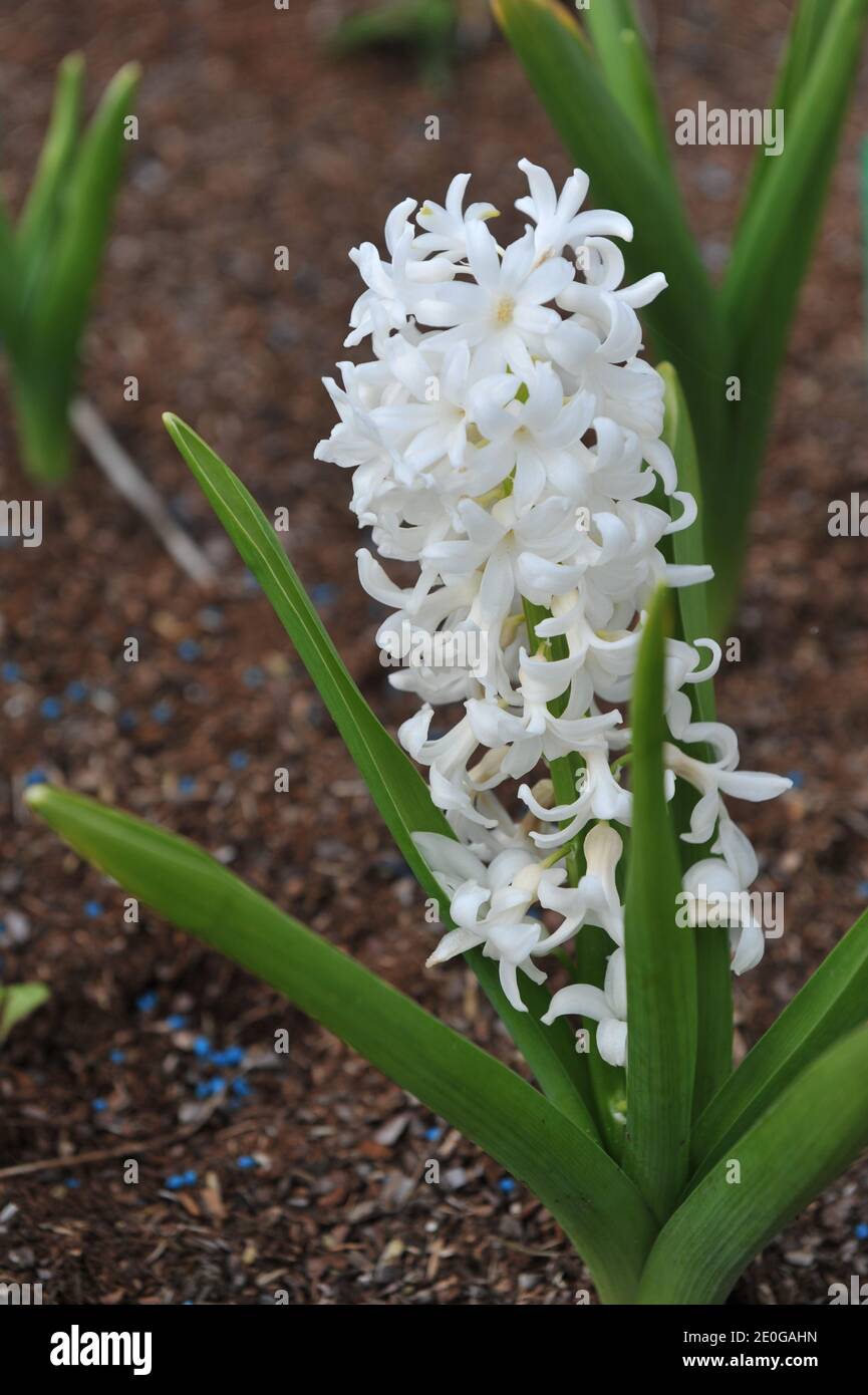 White hyacinth Carnegie (Hyacinthus orientalis) blooms in a garden in April Stock Photo - Alamy