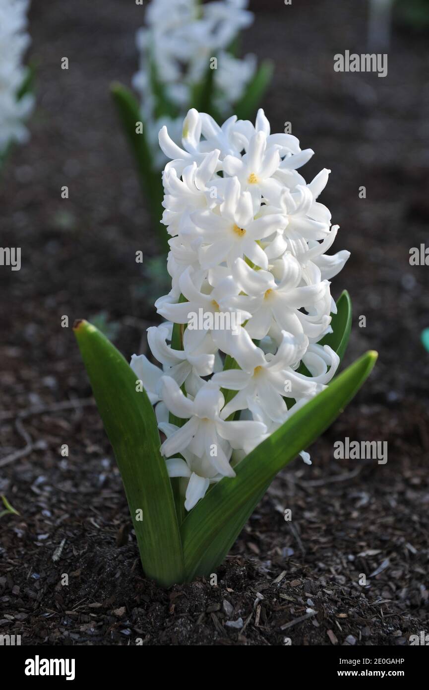 White hyacinth Carnegie (Hyacinthus orientalis) blooms in a garden in ...