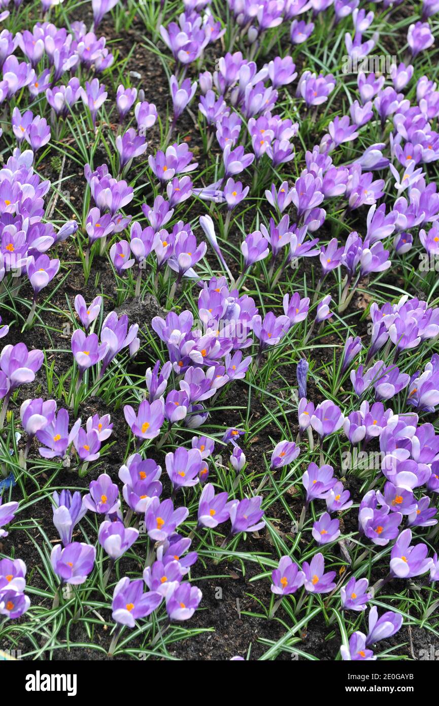 Flowering garden corm hi-res stock photography and images - Alamy