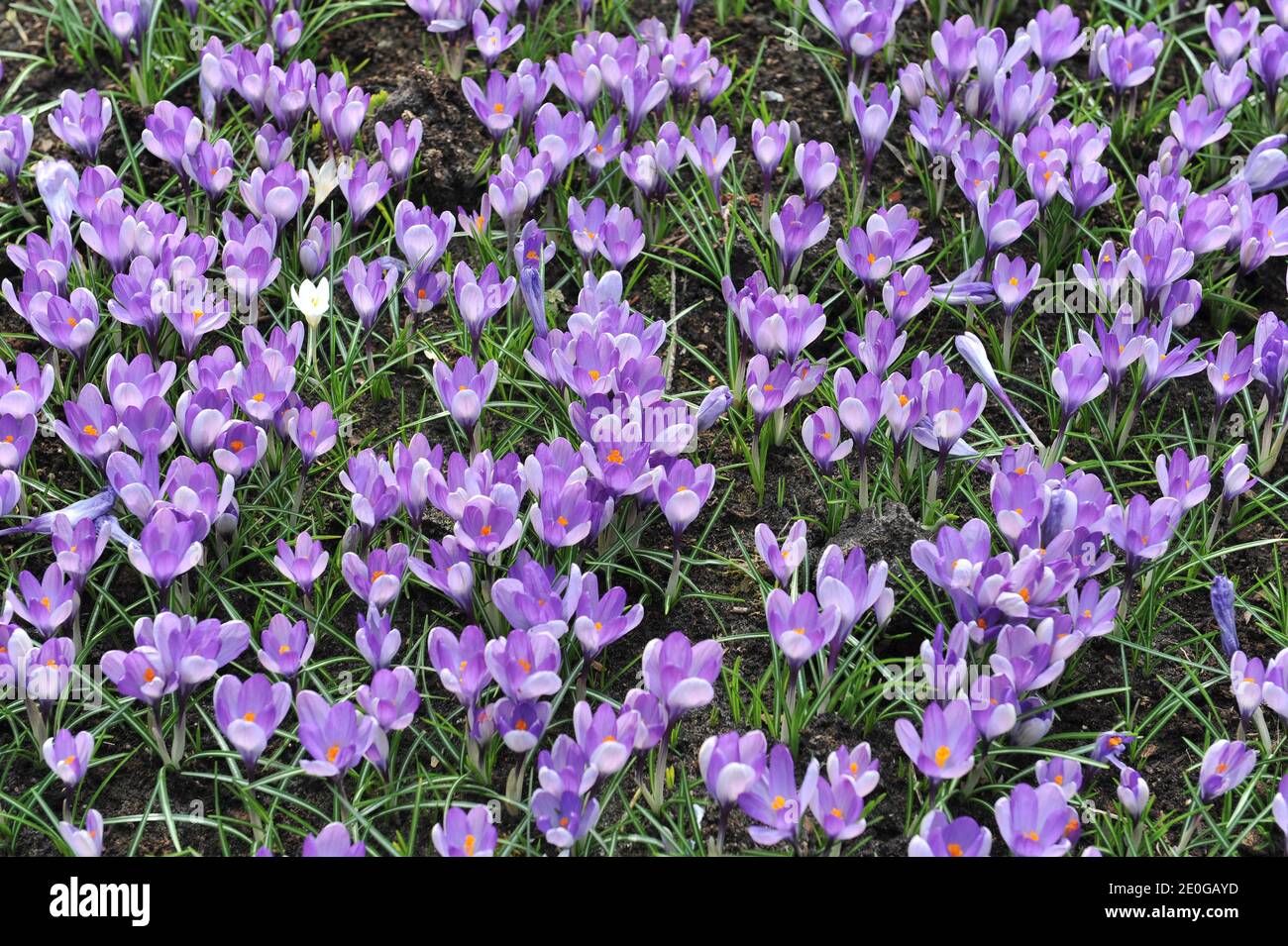Flowering garden corm hi-res stock photography and images - Alamy