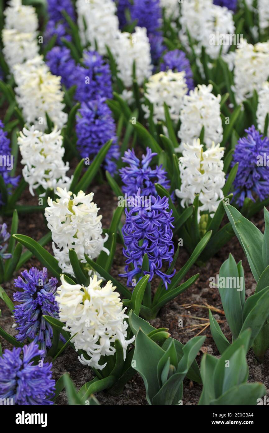 Hyacinths (Hyacinthus orientalis) Blue Jacket and Carnegie bloom in a ...