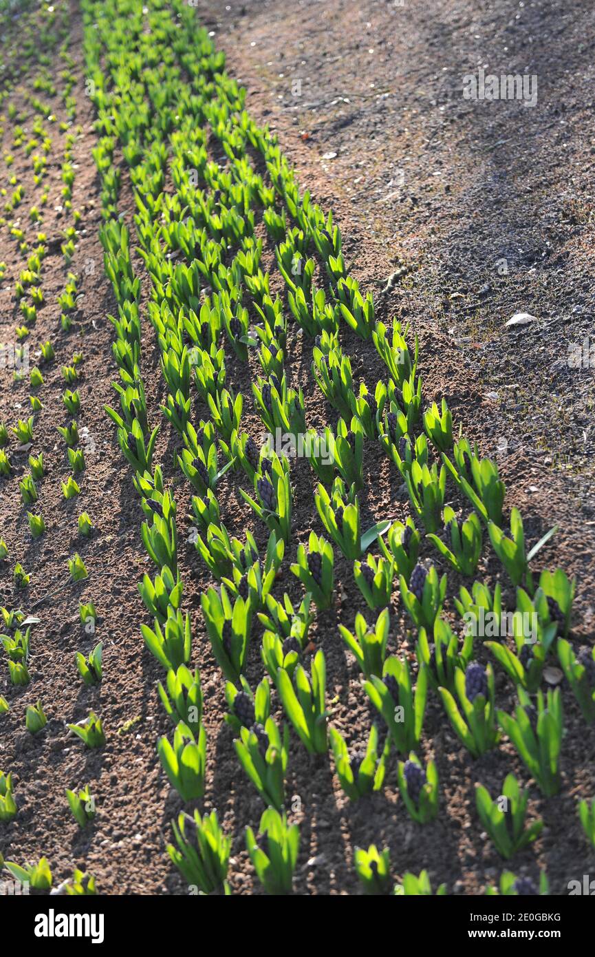 A flower border of hyacinth Atlantic (Hyacinthus orientalis) in a ...