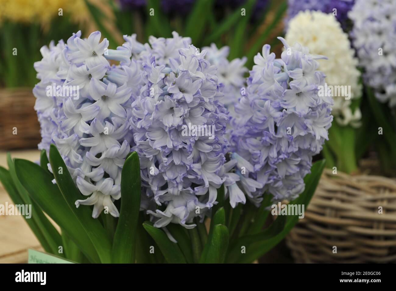 Light blue hyacinth (Hyacinthus orientalis) Blue Eyes blooms in a ...