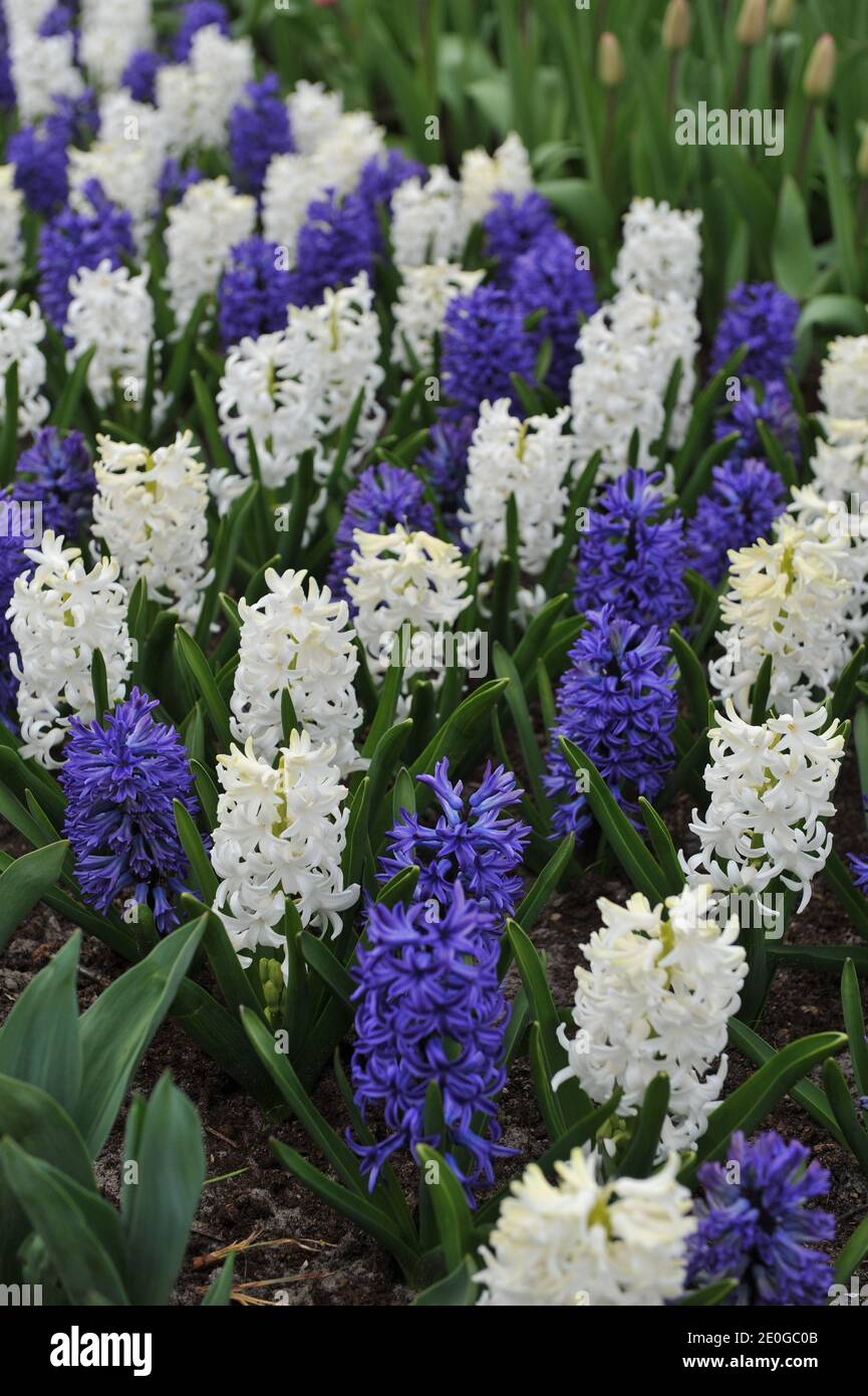 Hyacinths (Hyacinthus orientalis) Blue Jacket and Carnegie bloom in a ...