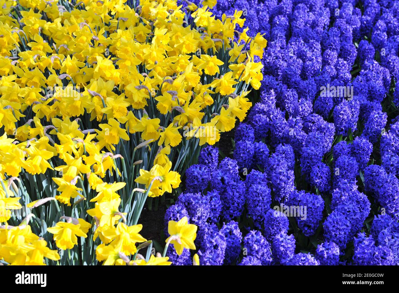 Hyacinth (Hyacinthus orientalis) Blue Star and yellow daffodil ...