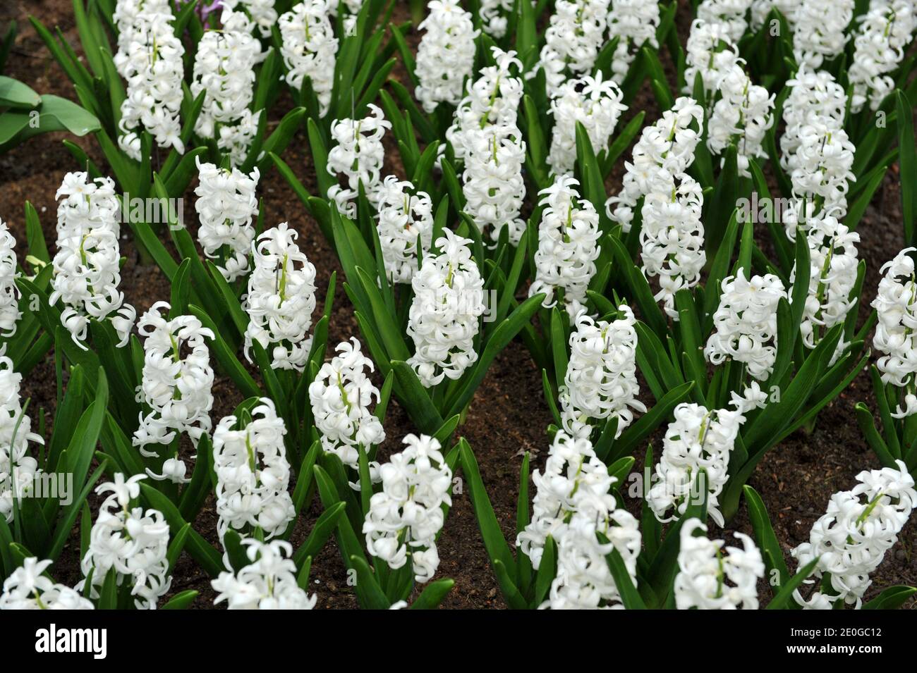 White hyacinth Carnegie (Hyacinthus orientalis) blooms in a garden in ...