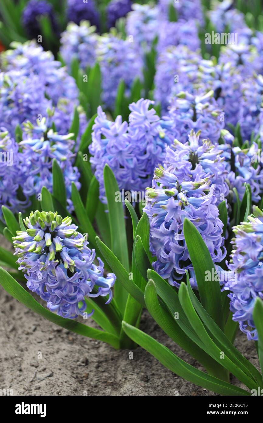 Spring bulb flowers in a border hi-res stock photography and images - Alamy