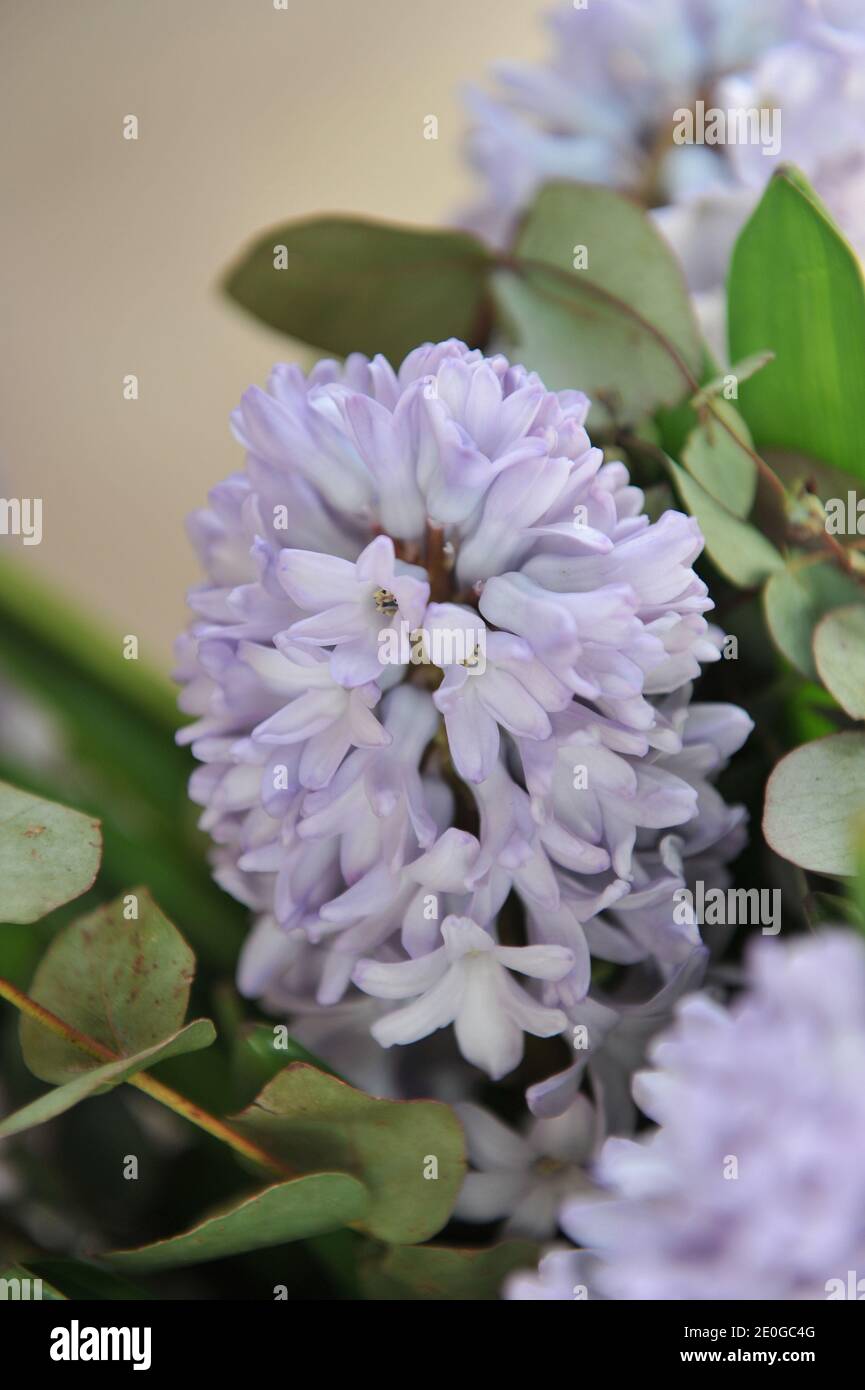 Light blue hyacinth (Hyacinthus orientalis) City of Bradford blooms in ...