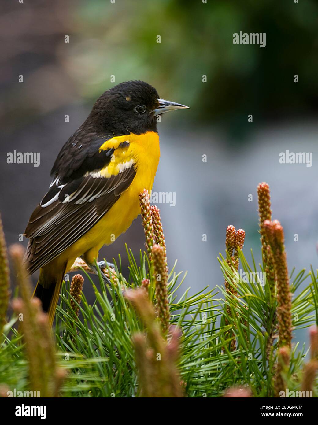 Brown oriole hi-res stock photography and images - Alamy