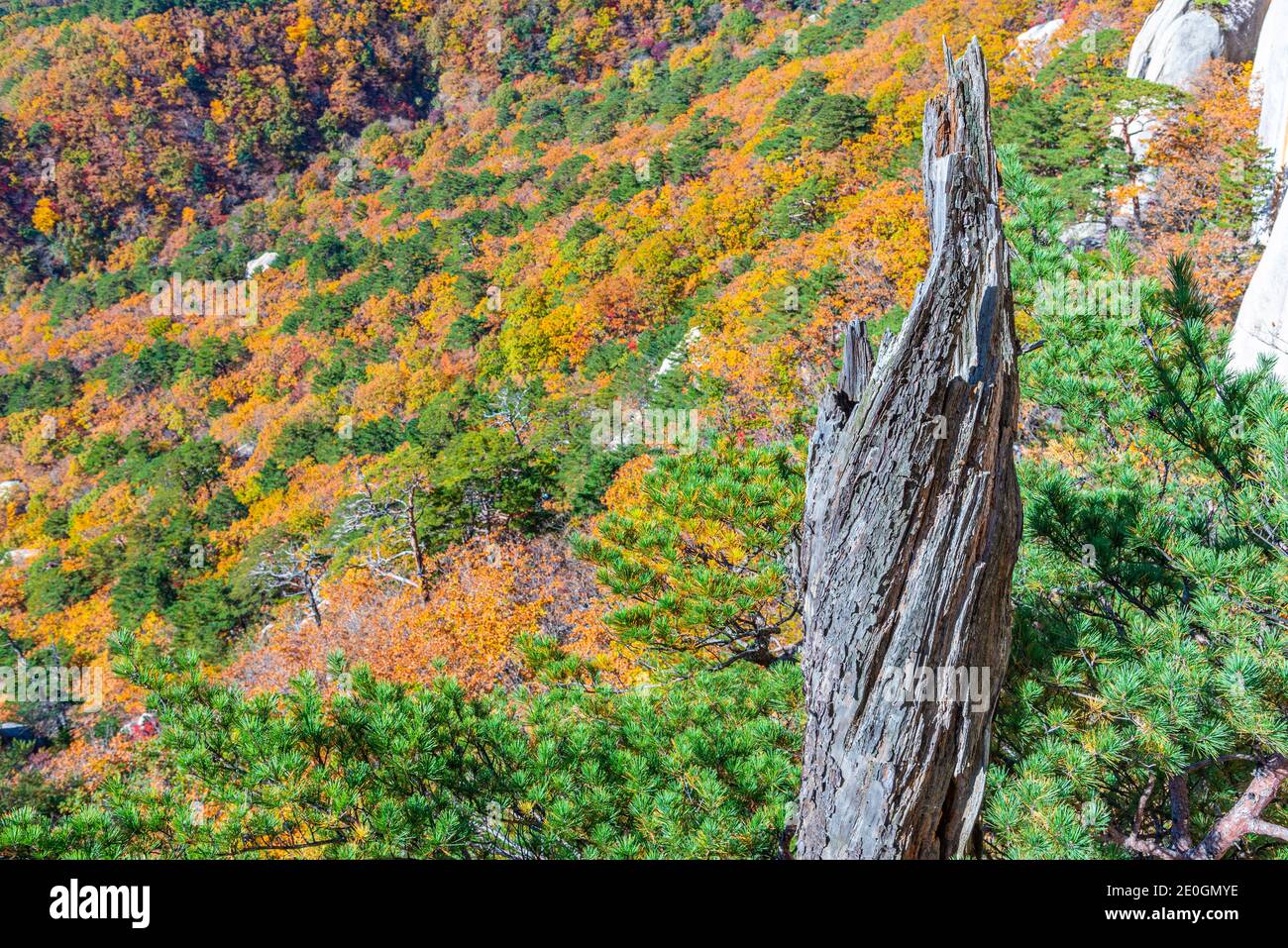 Colorful trees at seoraksan national park during autumn in Republic of ...