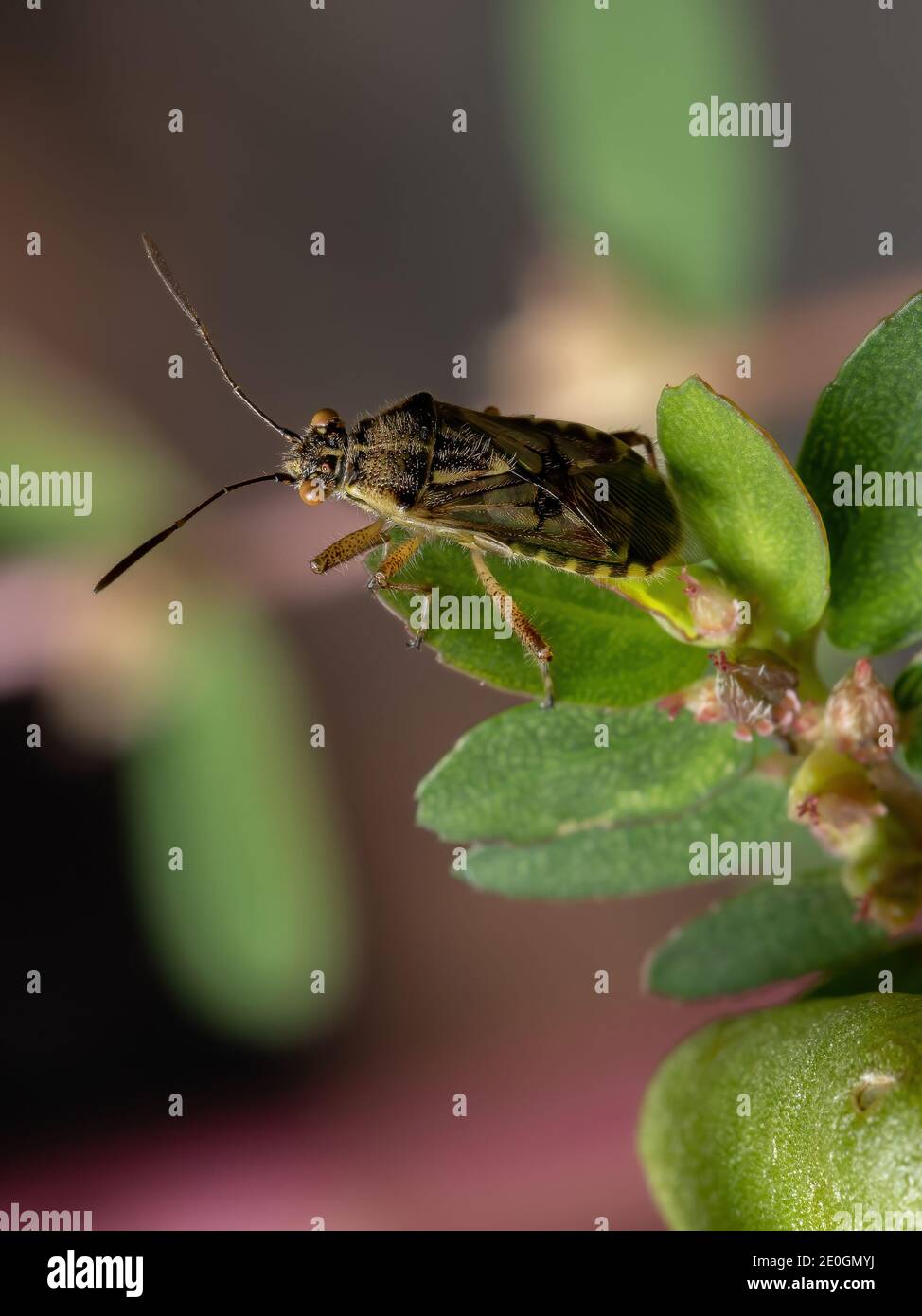 Adult Scentless Plant Bug of the Family Rhopalidae Stock Photo - Alamy
