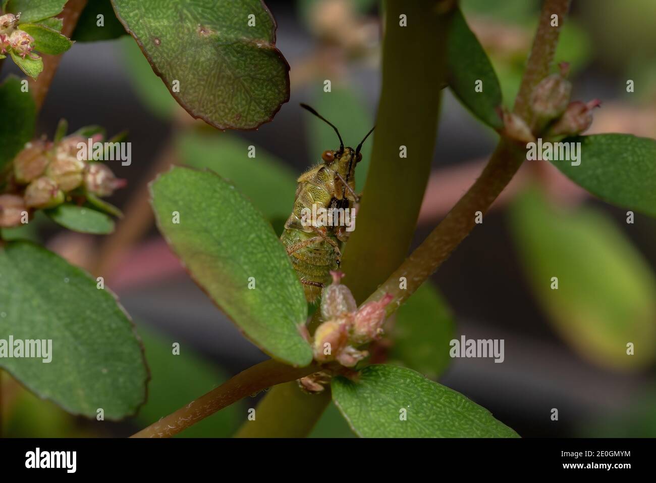 Adult Scentless Plant Bug of the Family Rhopalidae Stock Photo - Alamy