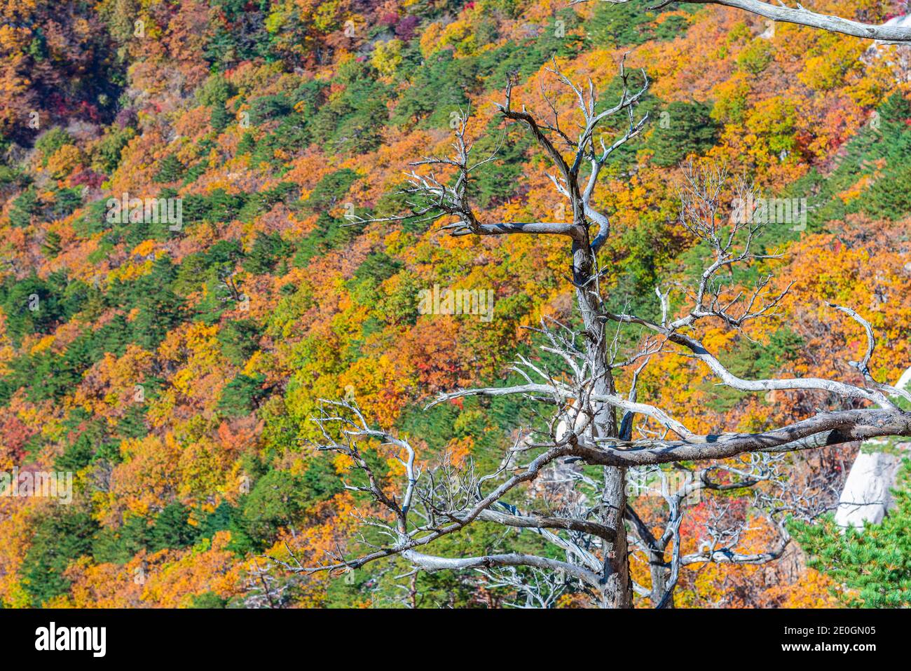 Colorful trees at seoraksan national park during autumn in Republic of ...