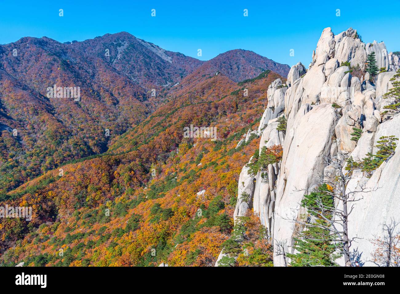 Colorful trees at seoraksan national park during autumn in Republic of ...