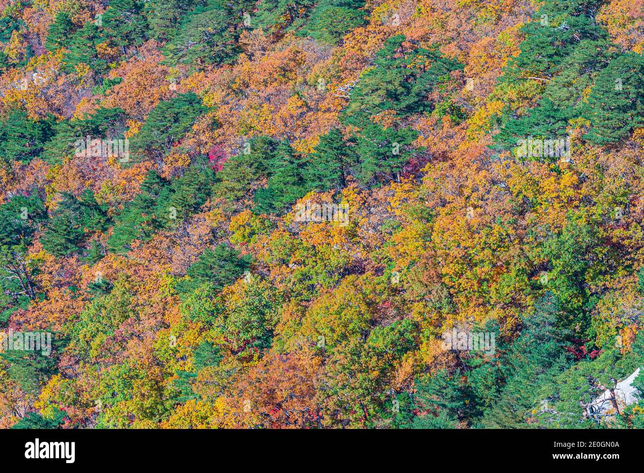 Colorful trees at seoraksan national park during autumn in Republic of ...