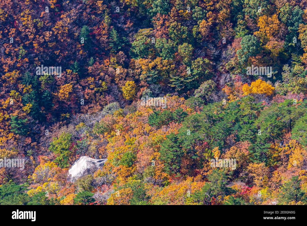 Colorful trees at seoraksan national park during autumn in Republic of ...