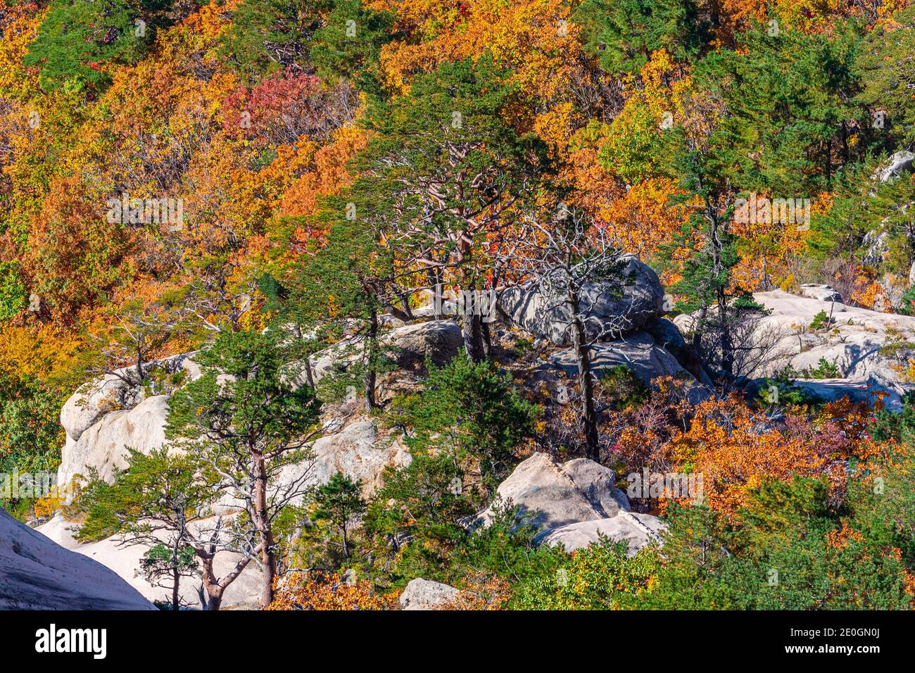 Colorful trees at seoraksan national park during autumn in Republic of ...