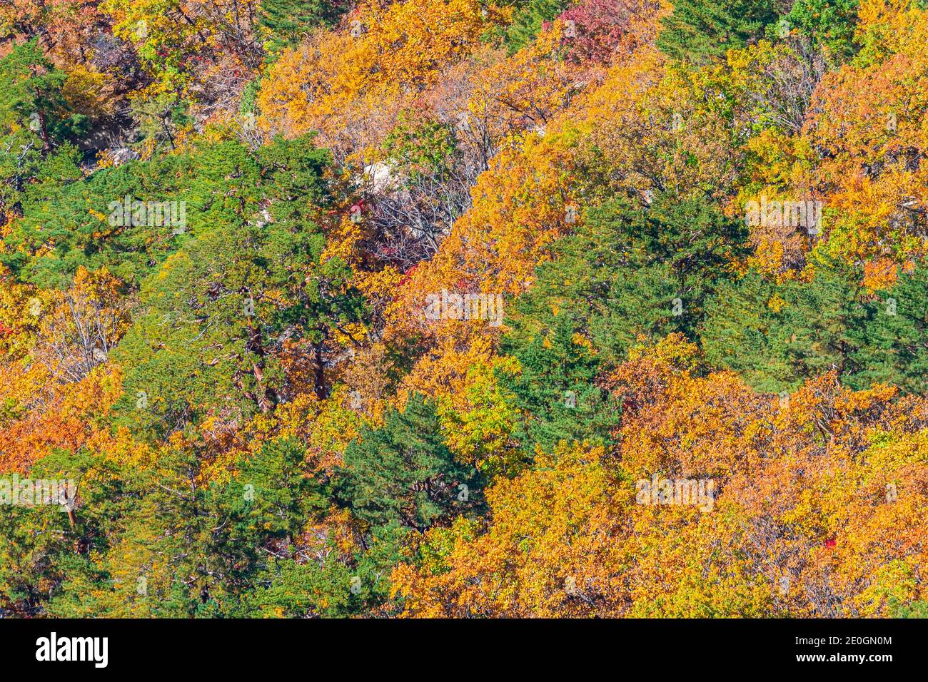 Colorful trees seoraksan national hi-res stock photography and images ...