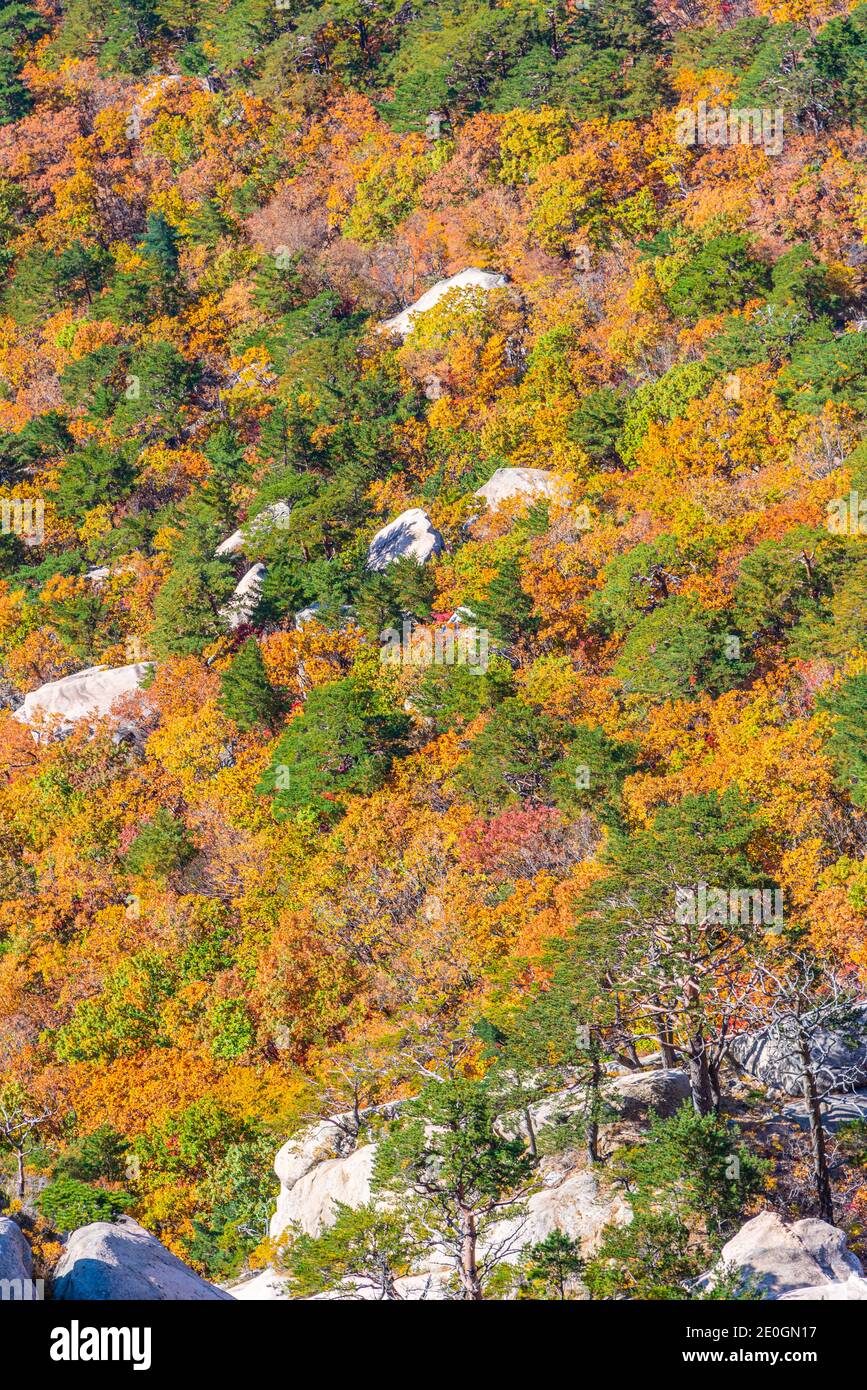 Colorful trees at seoraksan national park during autumn in Republic of ...