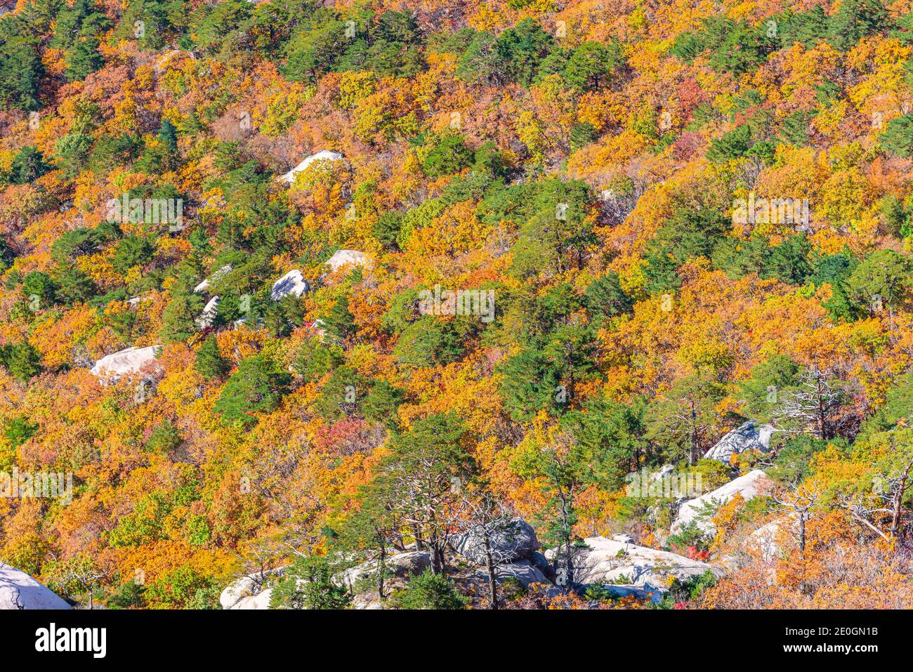 Colorful trees at seoraksan national park during autumn in Republic of ...