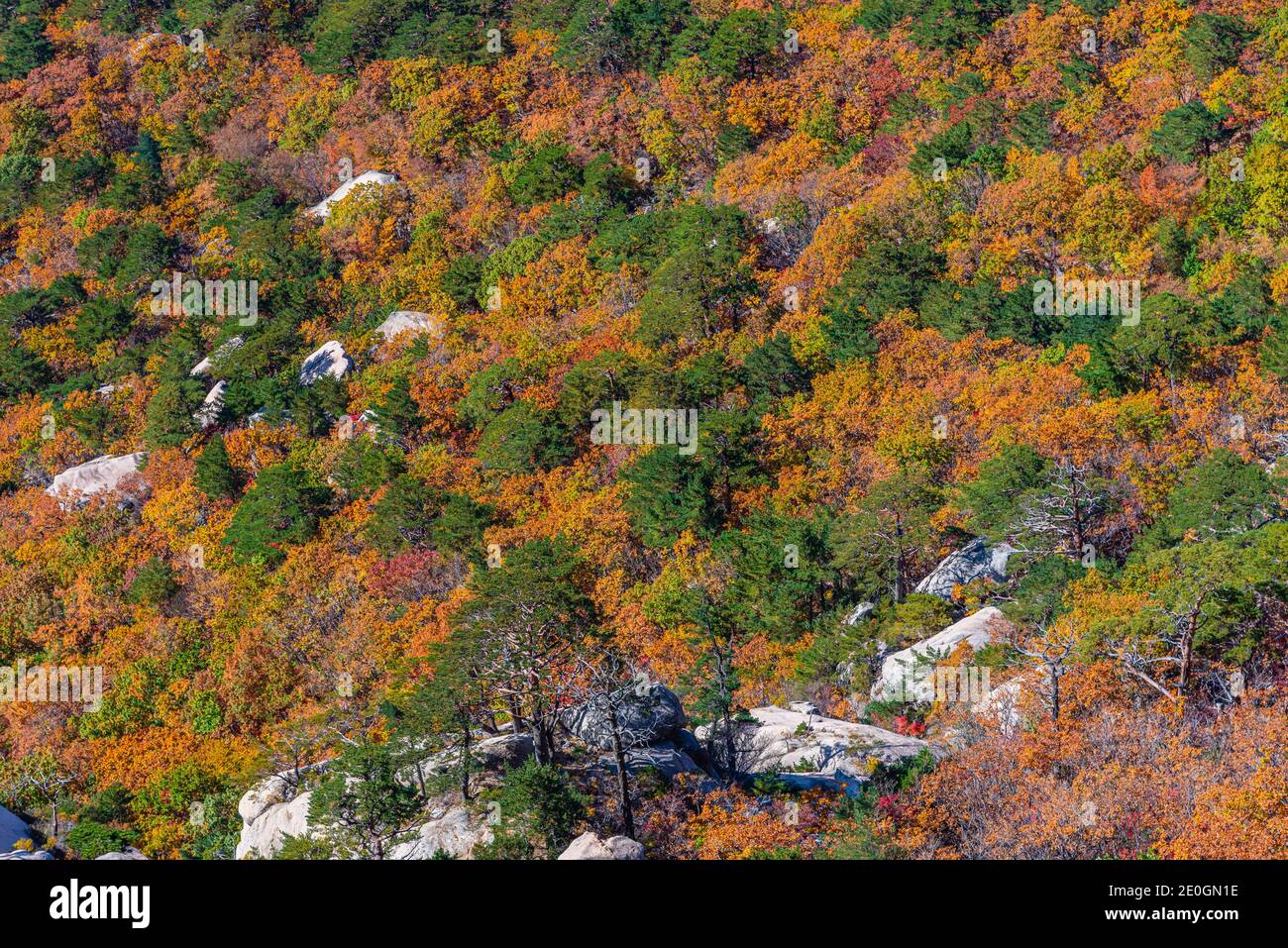 Colorful trees at seoraksan national park during autumn in Republic of ...
