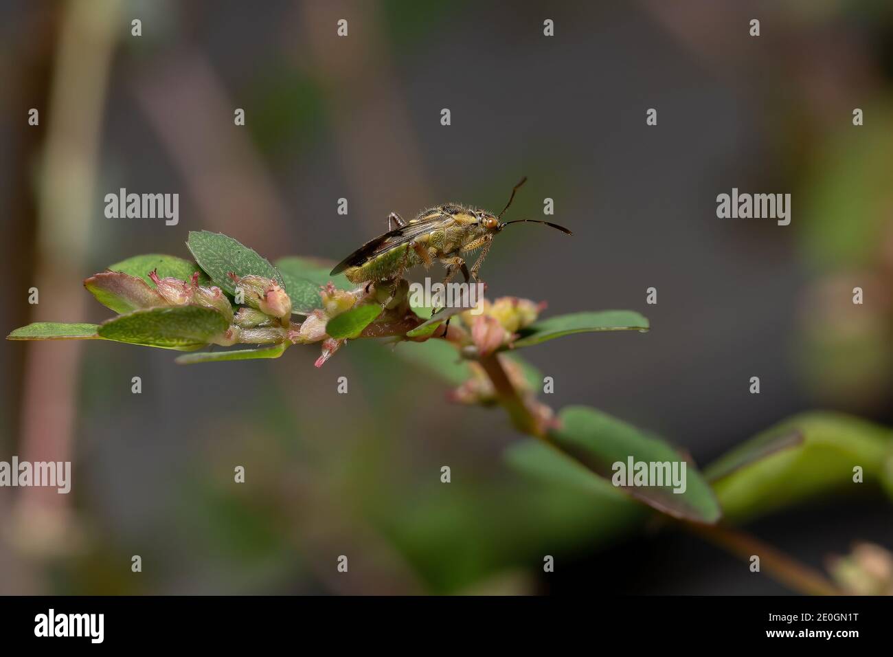 Adult Scentless Plant Bug of the Family Rhopalidae Stock Photo - Alamy