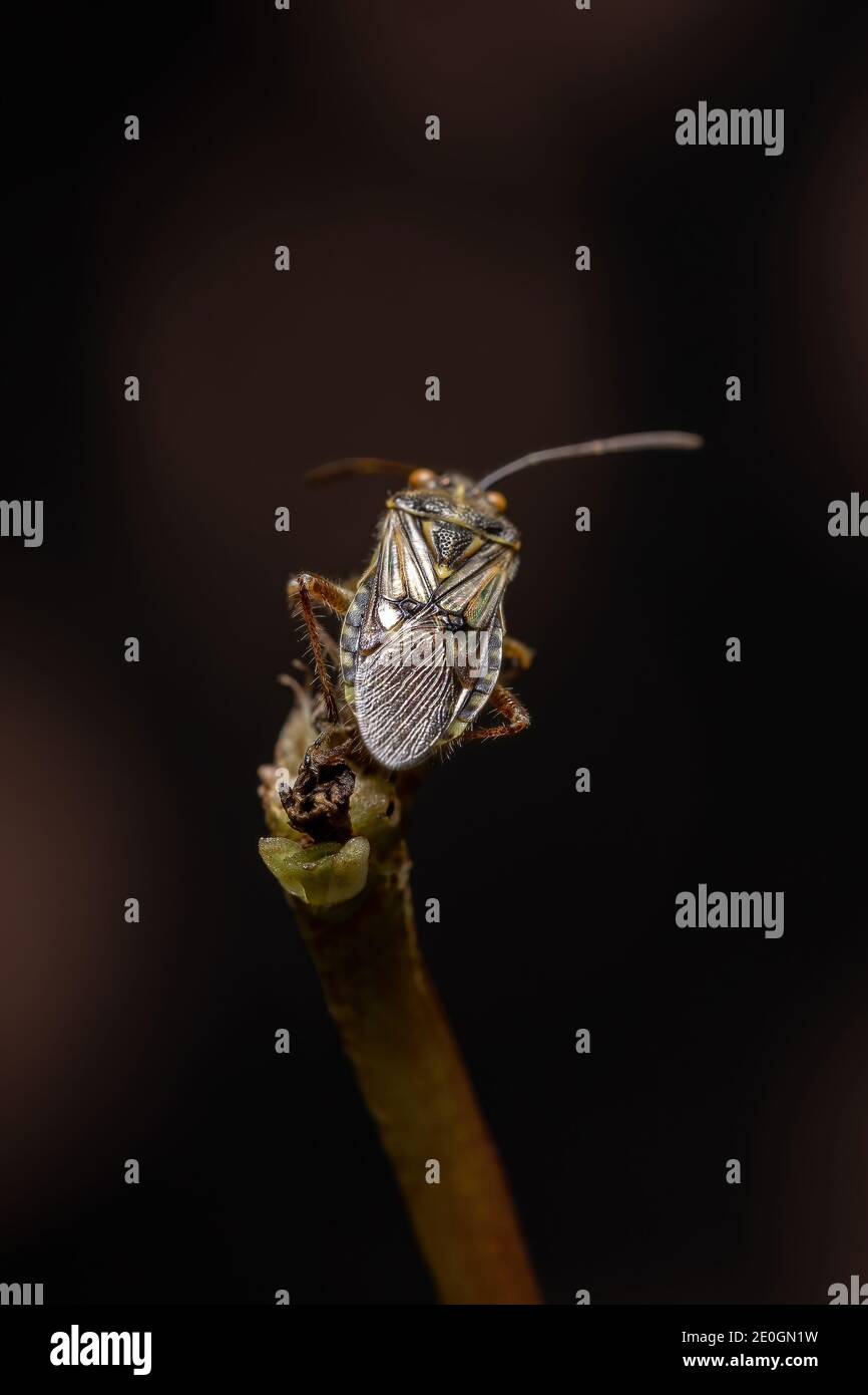 Adult Scentless Plant Bug of the Family Rhopalidae Stock Photo - Alamy
