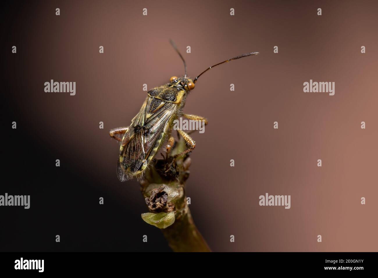 Adult Scentless Plant Bug of the Family Rhopalidae Stock Photo - Alamy