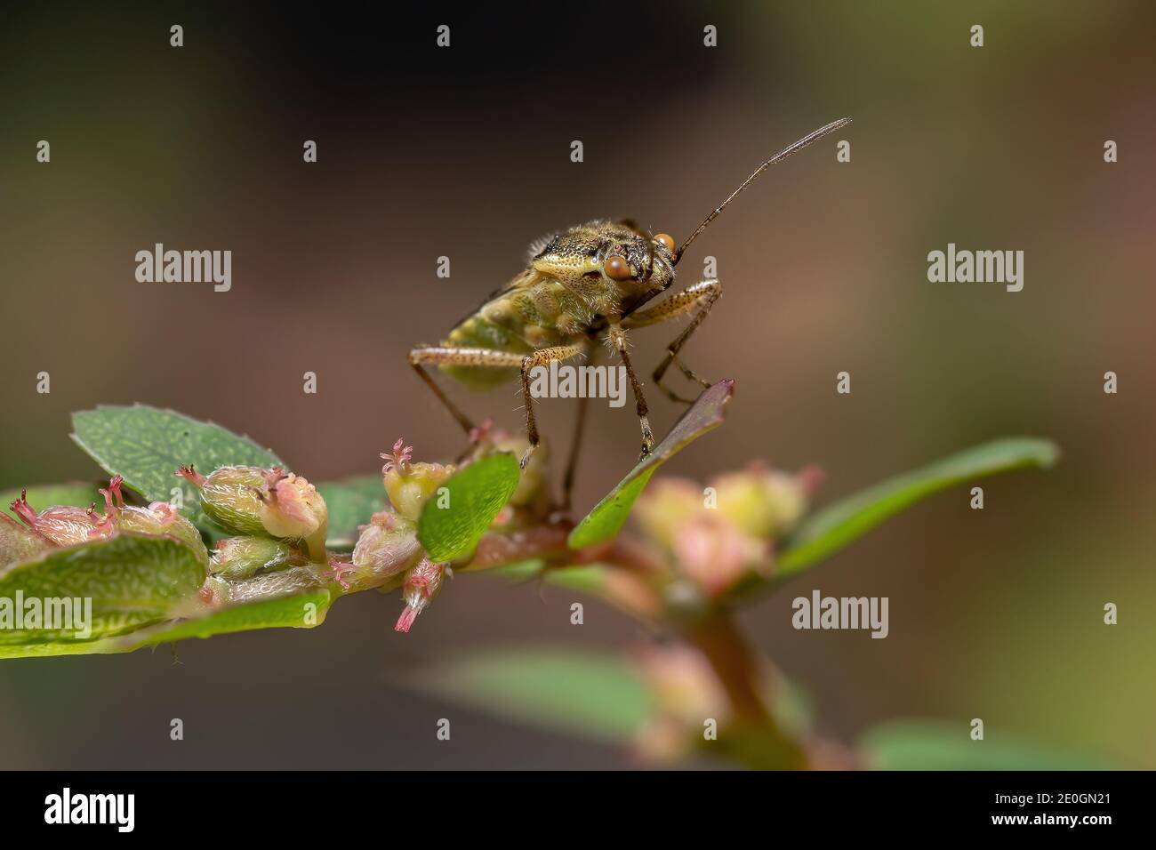 Adult Scentless Plant Bug of the Family Rhopalidae Stock Photo - Alamy