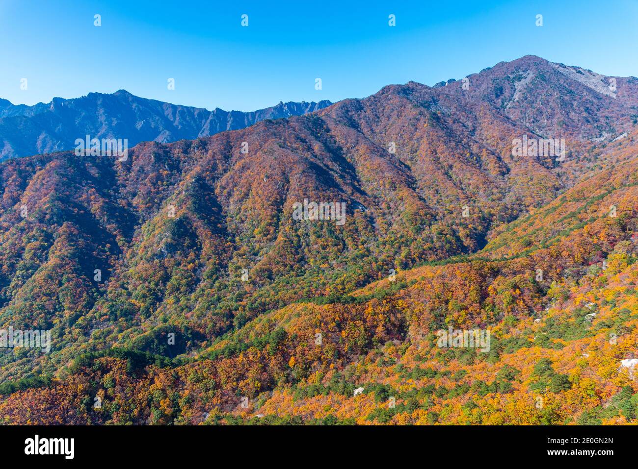 Colorful trees at seoraksan national park during autumn in Republic of ...