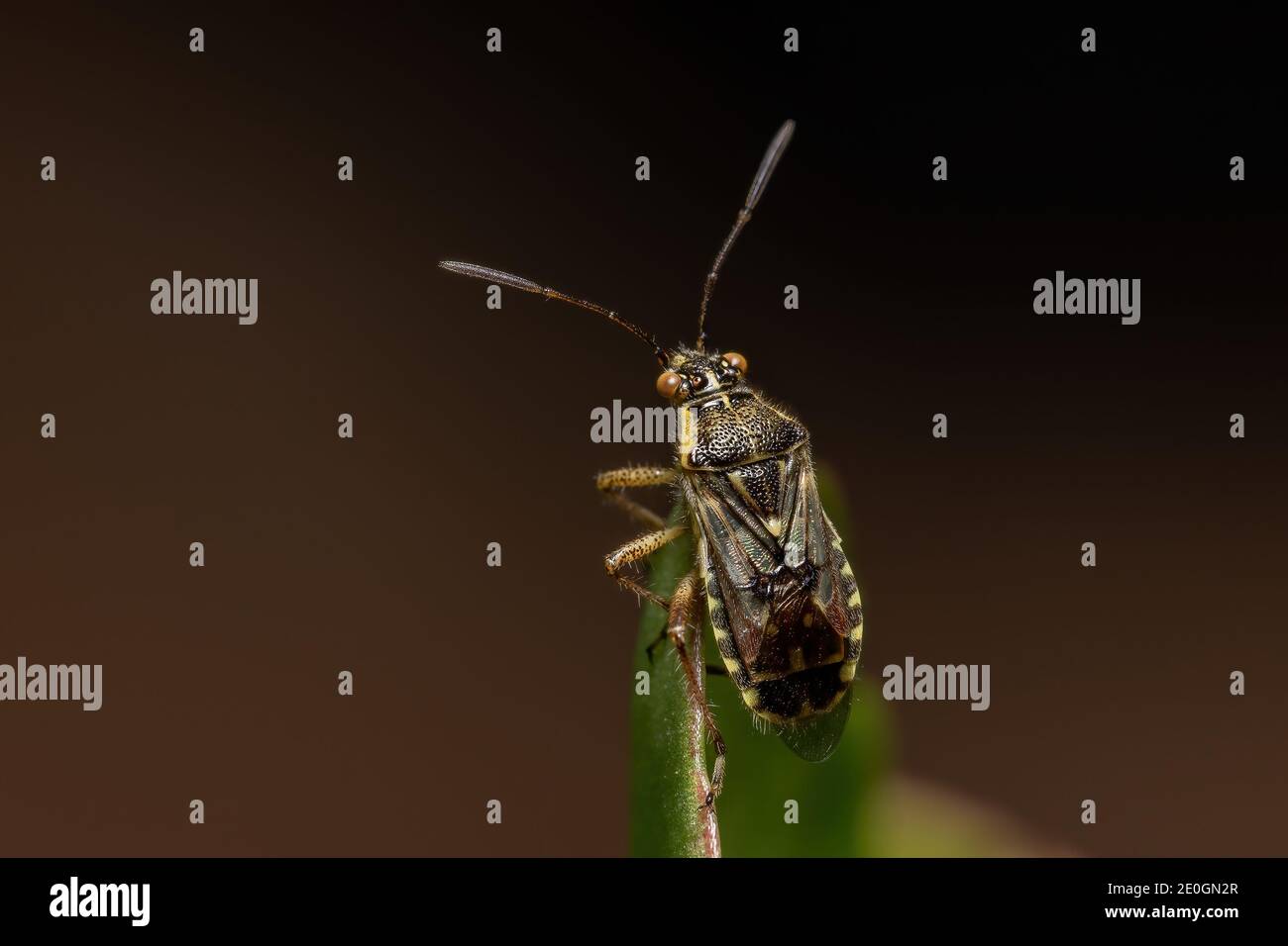 Adult Scentless Plant Bug of the Family Rhopalidae Stock Photo - Alamy