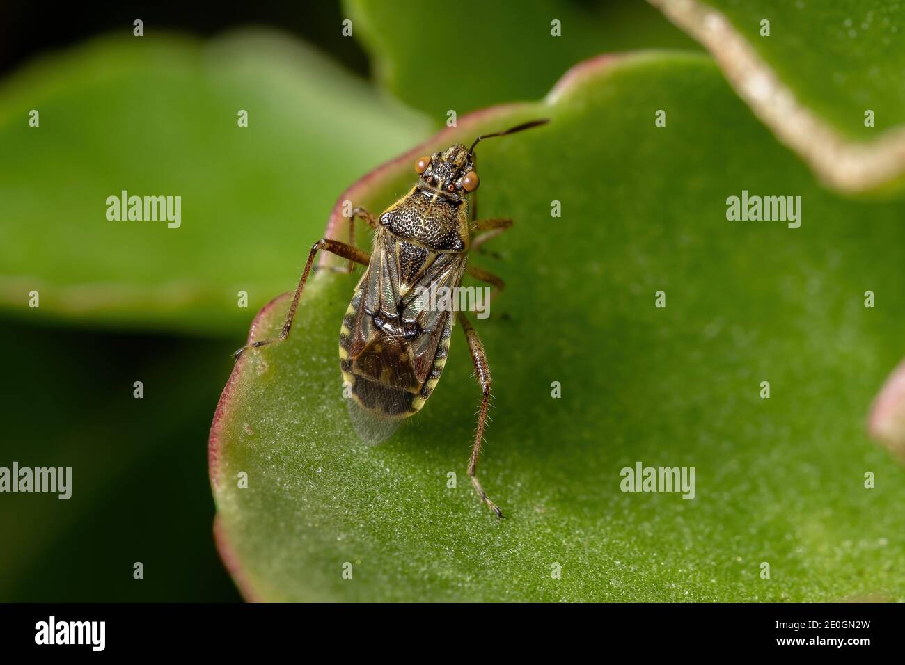 Family rhopalidae hi-res stock photography and images - Alamy