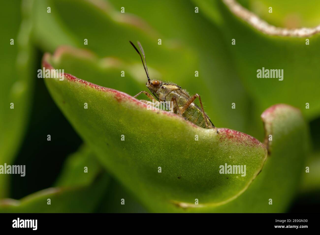 Adult Scentless Plant Bug of the Family Rhopalidae Stock Photo - Alamy