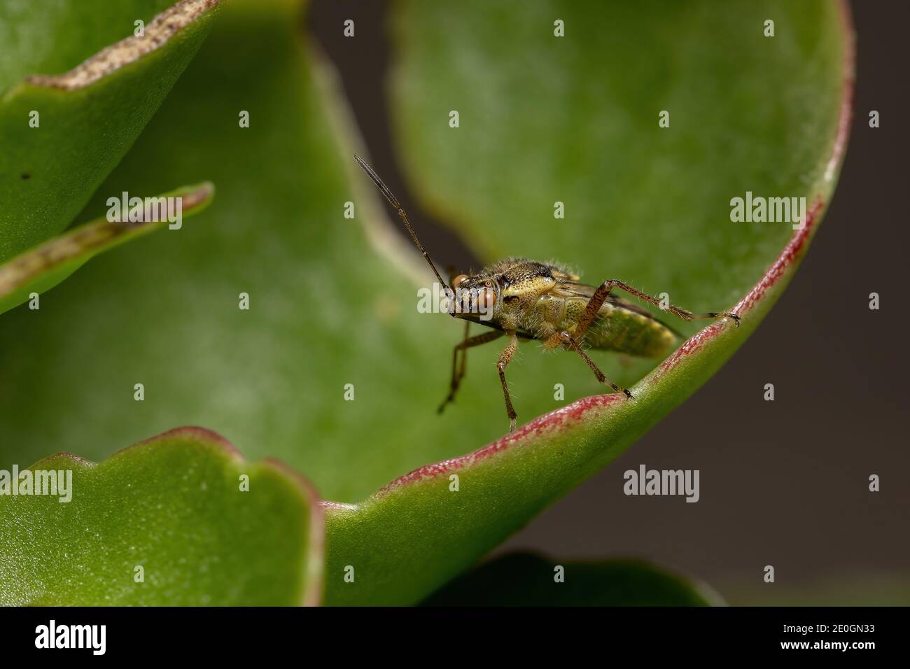 Adult Scentless Plant Bug of the Family Rhopalidae Stock Photo - Alamy