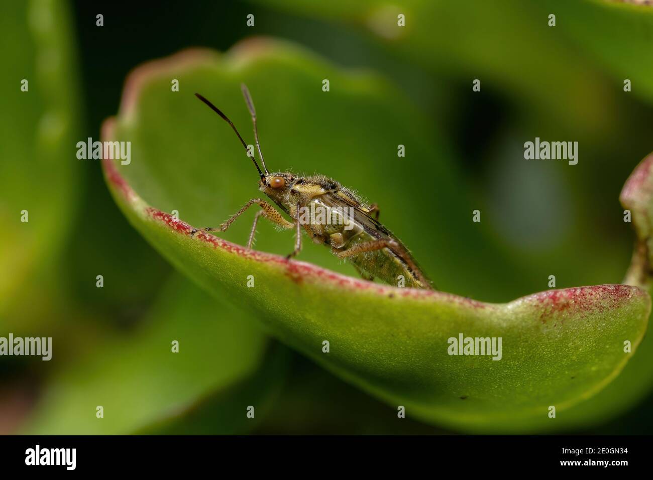 Adult Scentless Plant Bug of the Family Rhopalidae Stock Photo - Alamy
