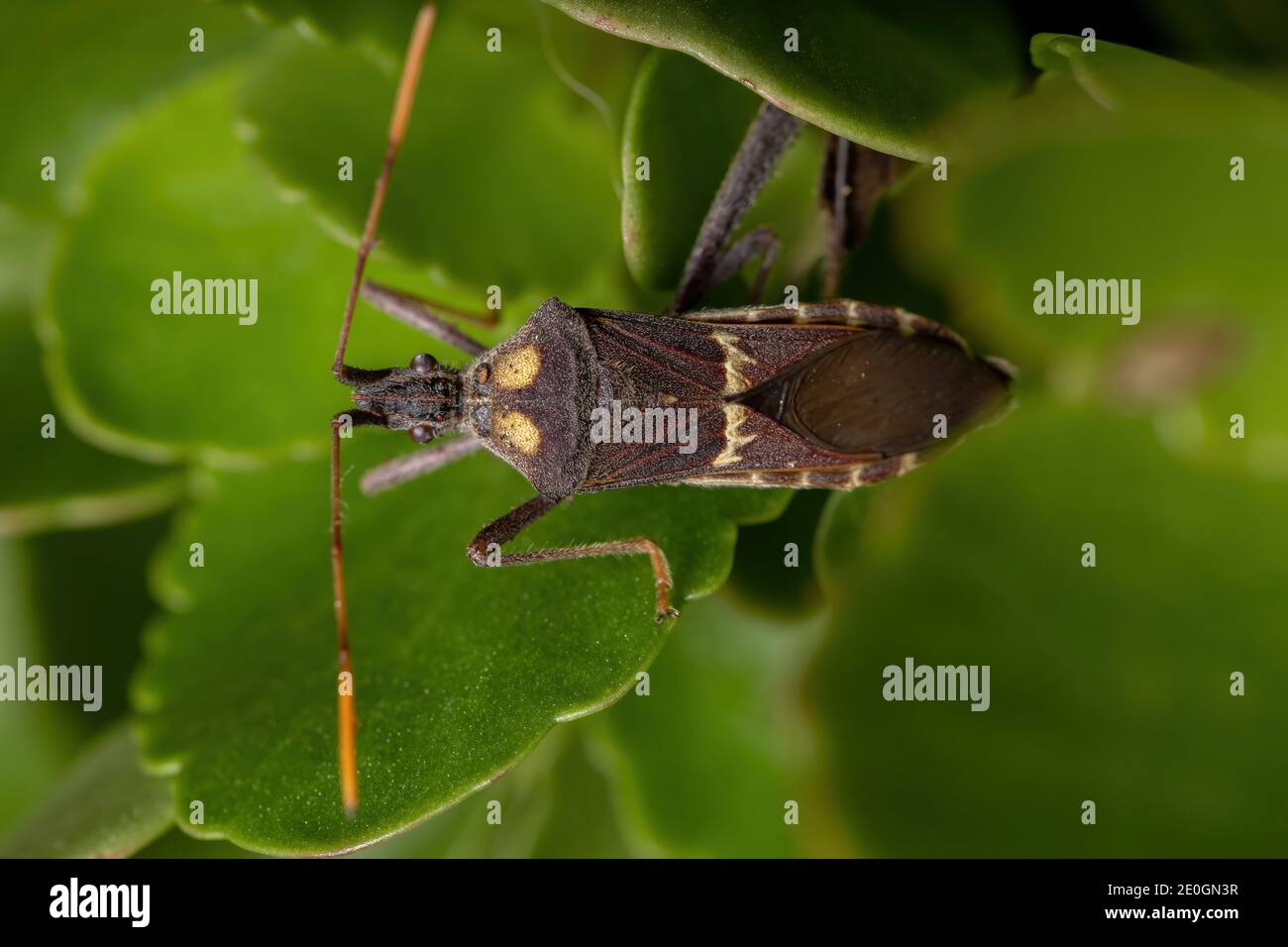 Leaf footed bug - holyright