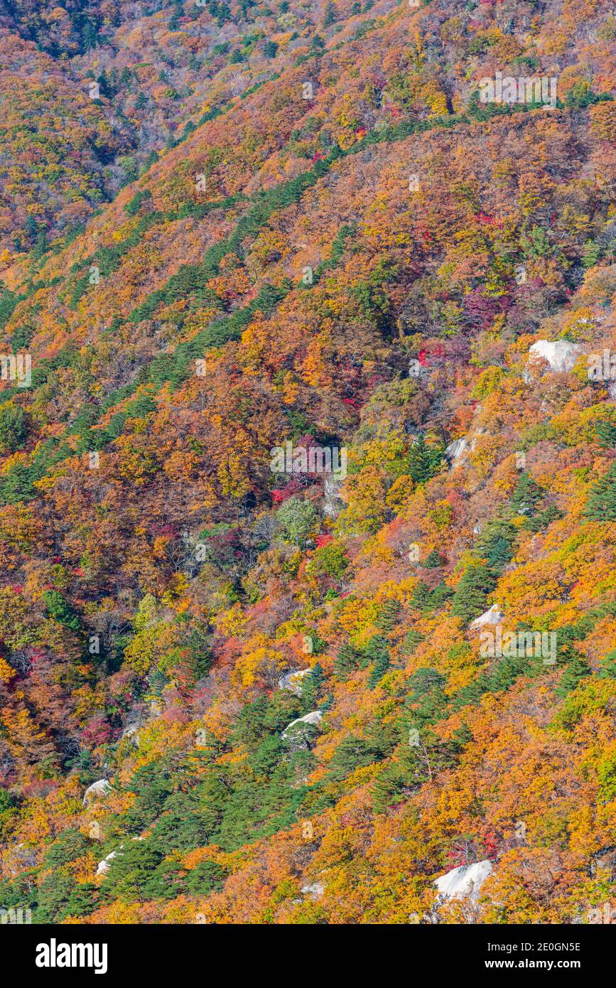 Colorful trees at seoraksan national park during autumn in Republic of ...