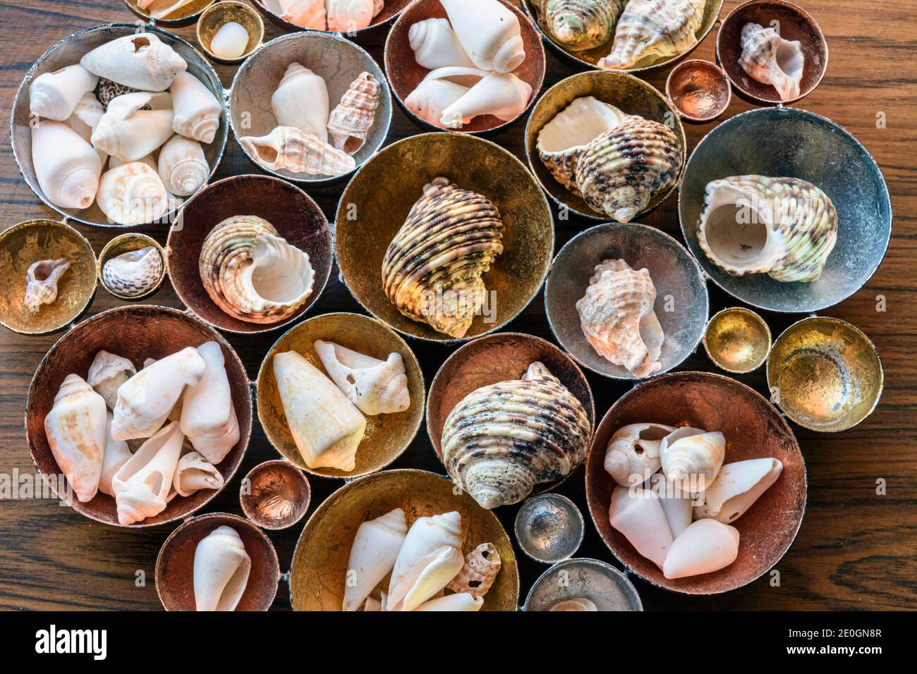 Flat shell hi-res stock photography and images - Alamy