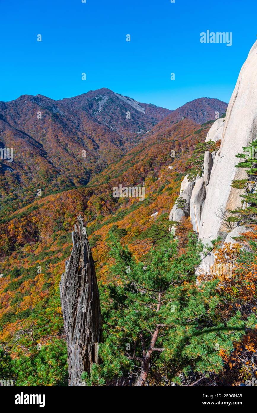 Colorful trees at seoraksan national park during autumn in Republic of ...